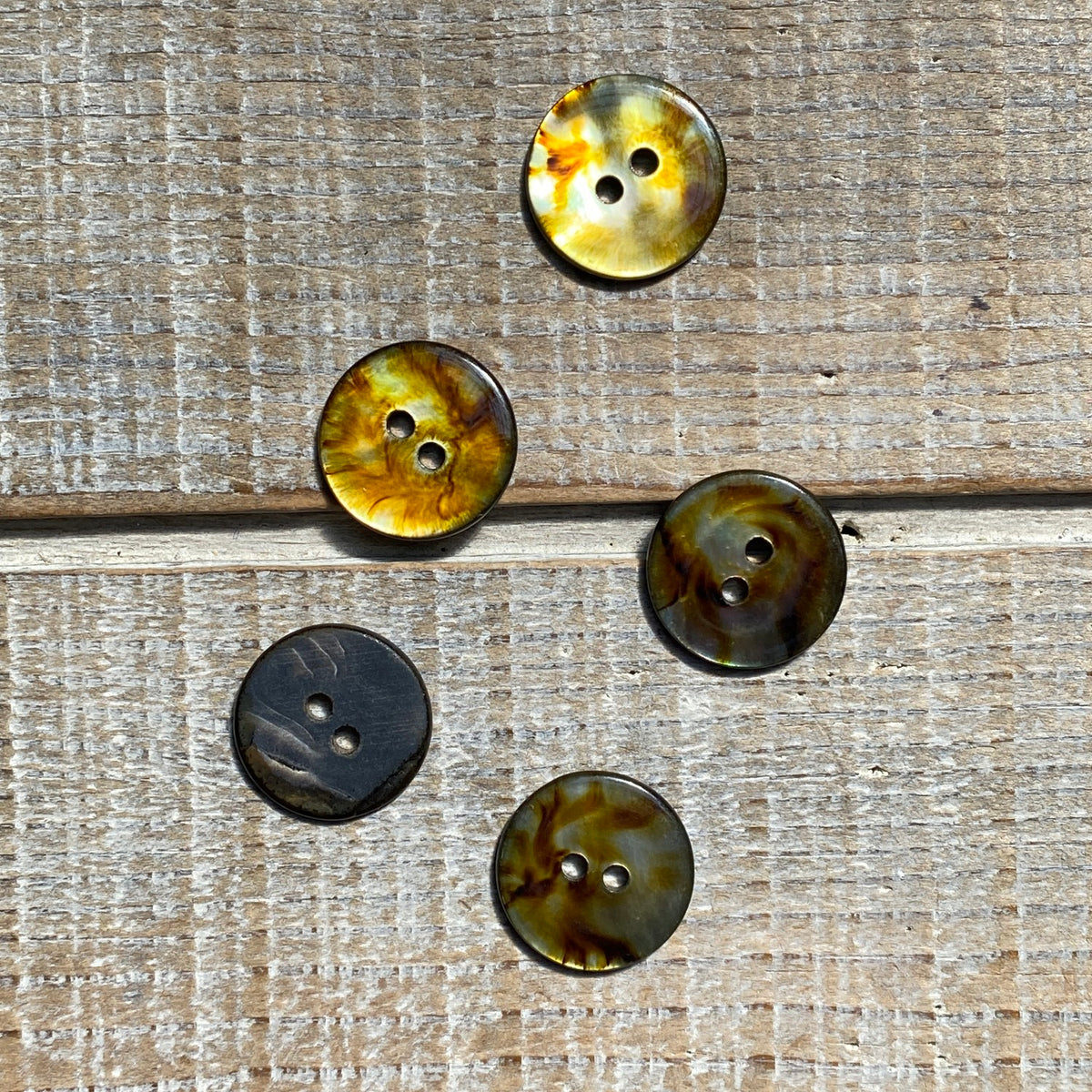 Textile Garden Troca Shell with Yellow 18 mm-2 hole – Brooklyn General ...